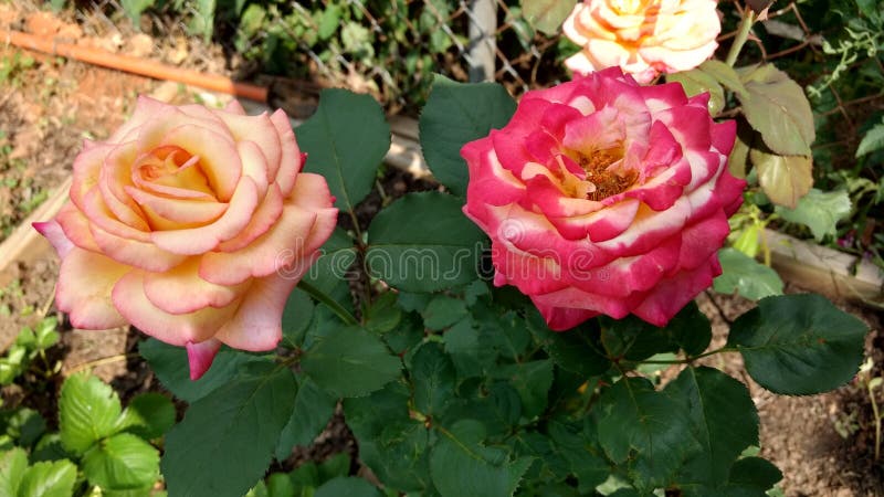 Beautiful Fire Colored Roses Stock Image - Image of roses, georgia ...