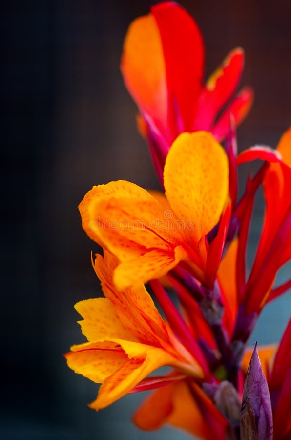 Beautiful fire flower stock image. Image of blossom, fire - 60453339