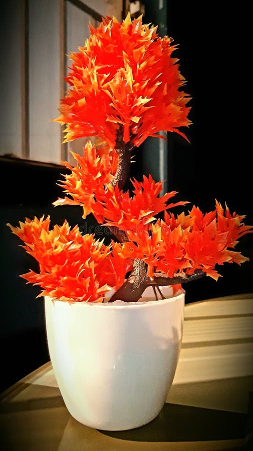Beautiful Fire flower stock photo. Image of fire, flower - 175942152