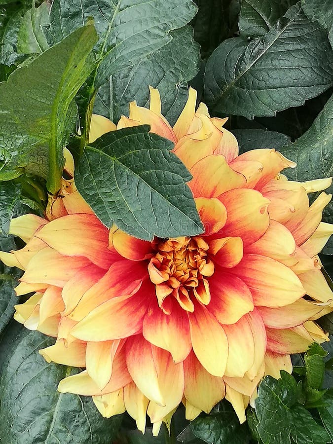 Beautiful fire flower stock photo. Image of roses, flower - 124762168