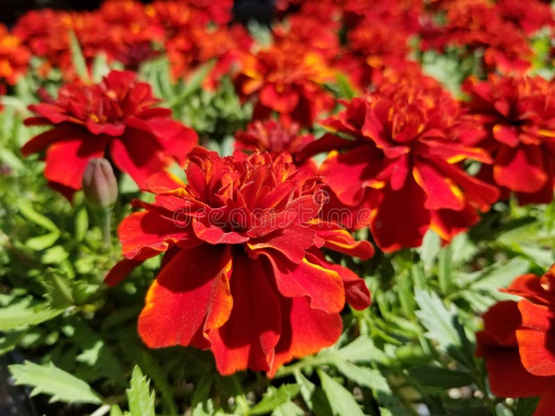 Beautiful Fireball Marigold Flowers Blooming in the Spring Stock Image ...