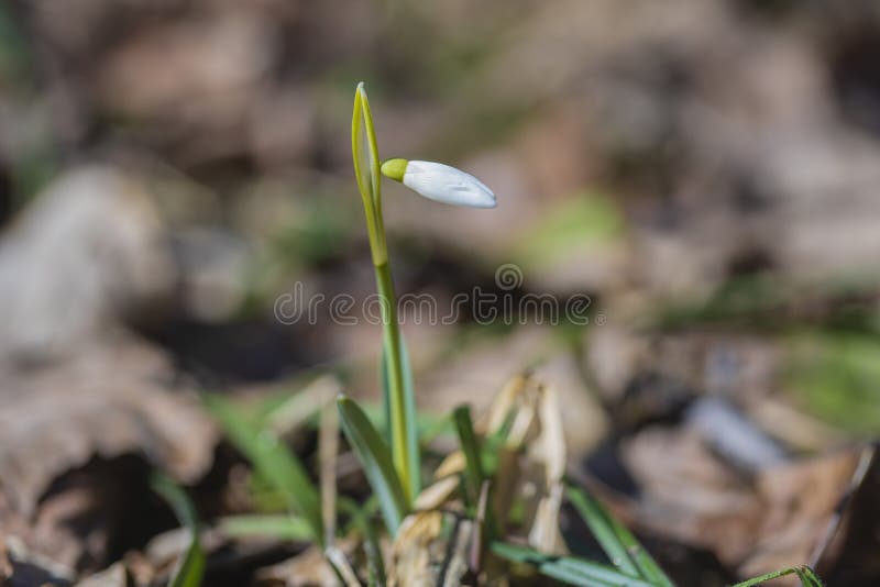 Beautiful First Spring Flower, Close Up. Ukraine Stock Photo - Image of ...