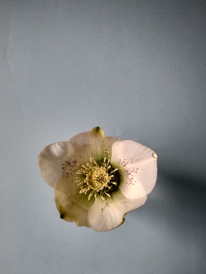 Beautiful First Spring Flower Hellebore on Blue Stock Image - Image of ...