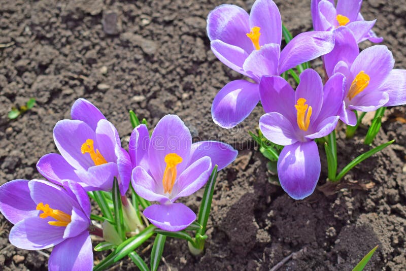 Beautiful First Blossom Spring Flowers Snowdrops in Forest Stock Image ...