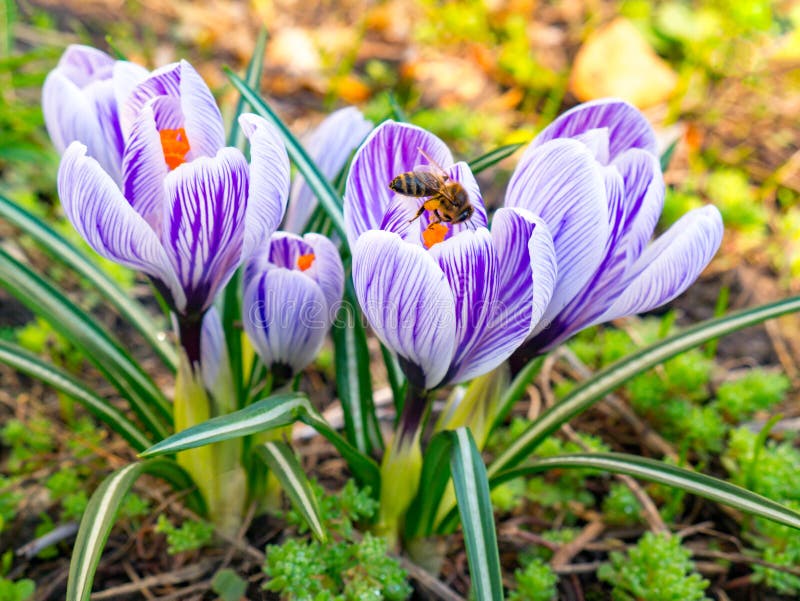 Beautiful First Spring Flowers Crocuses Bloom Under Bright Sunlight ...