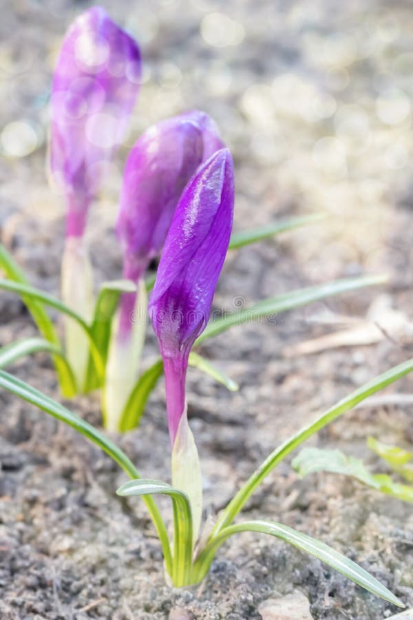 Beautiful First Spring Flowers Crocuses Bloom Under Bright Sunlight ...
