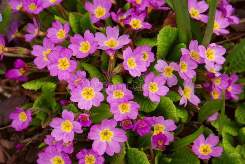 First Spring Pink Flower Field Stock Image - Image of blooming, florist ...