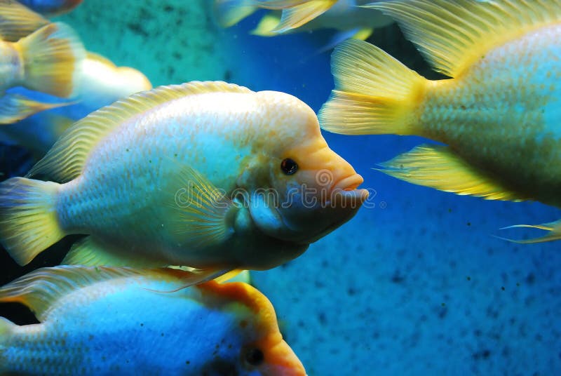 Fish looks like human face stock photo. Image of spot - 4548584