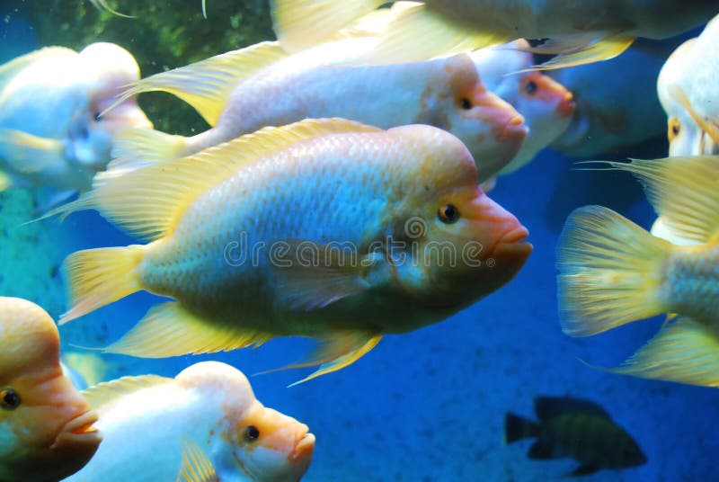 Beautiful fish stock photo. Image of marine, recreational - 3158074