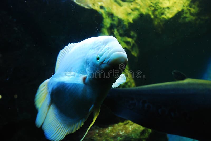 Beautiful fish stock image. Image of animals, fish, environmental - 3158077