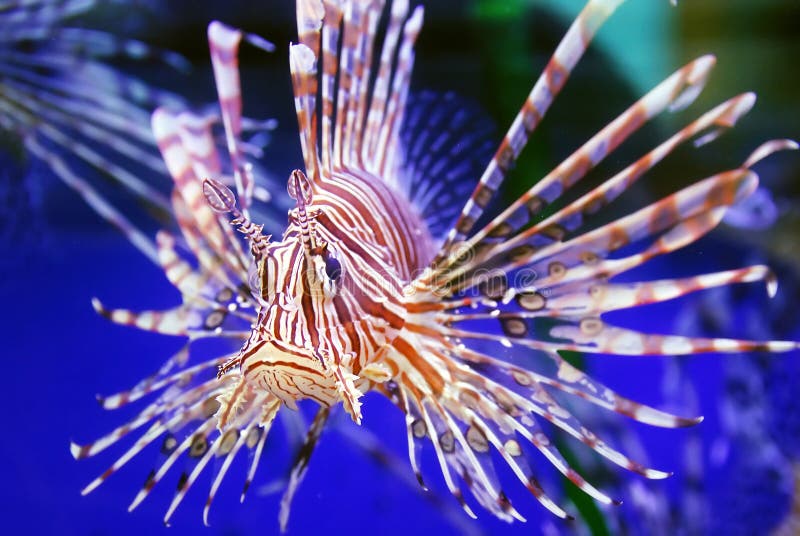 Beautiful fish stock image. Image of reserve, nature, pursuit - 3454181