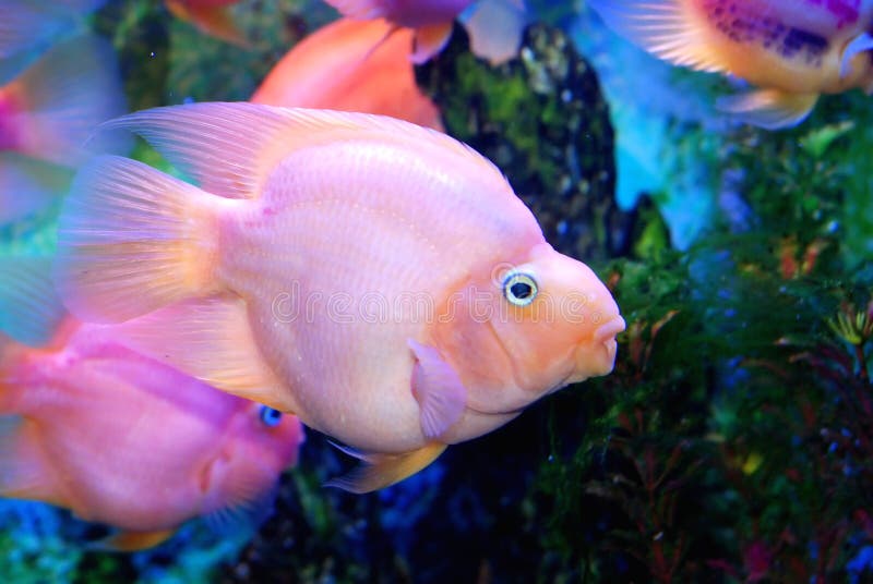 Beautiful fish stock photo. Image of deep, scuba, aquarium - 3860158