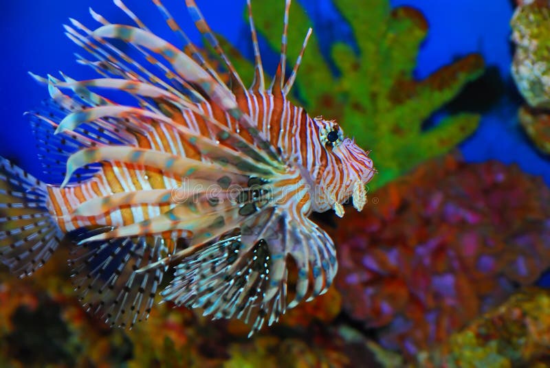 Beautiful fish stock photo. Image of striped, blue, nature - 6299382