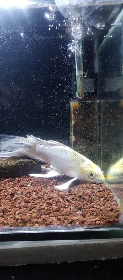 Beautiful Fish in the Aquarium during the Day Stock Image - Image of ...