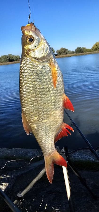 Beautiful Fish Caught in the River Stock Photo - Image of underwater ...
