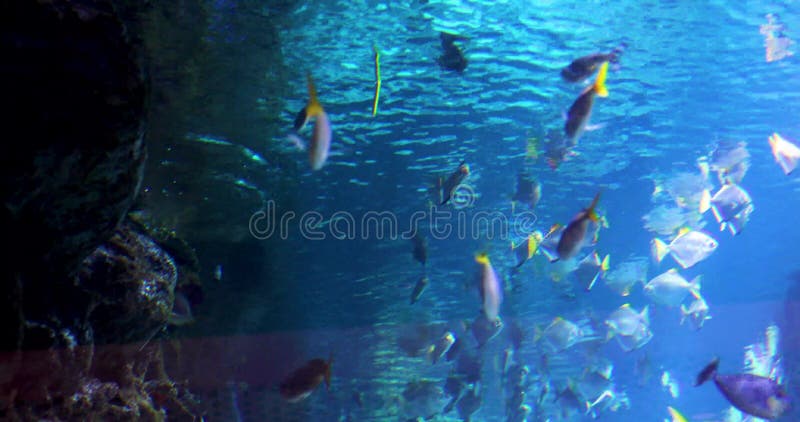 Beautiful Fish of Different Sizes in Nature at Depth between Algae and ...