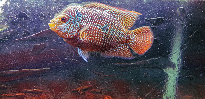 Beautiful fish and good stock photo. Image of aquarium - 221183130