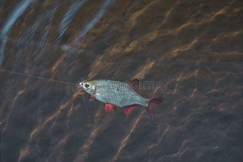 Beautiful fish on the hook stock image. Image of predator - 184219801