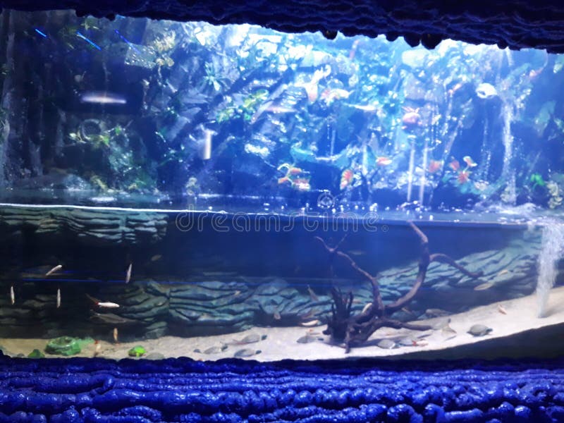 Beautiful fish house stock image. Image of house, beautiful - 167063913