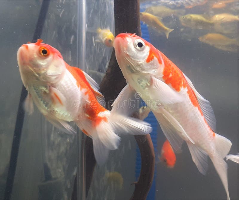 Beautiful Fish , Indonesian Gold Fish 2 Stock Image - Image of gpld ...