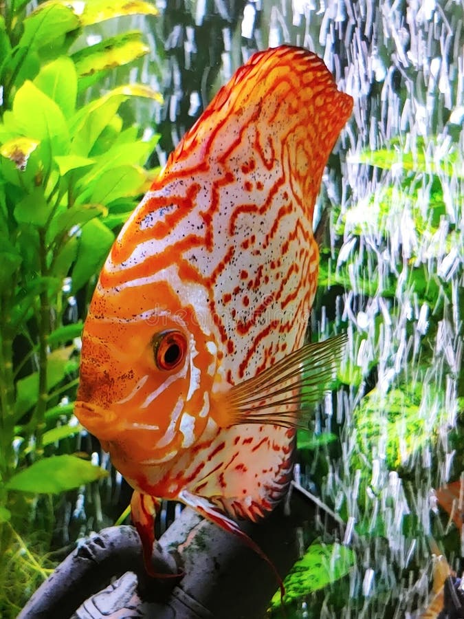 Fish Looking at Three Other Fishes Floating Outside the Aquarium Stock ...