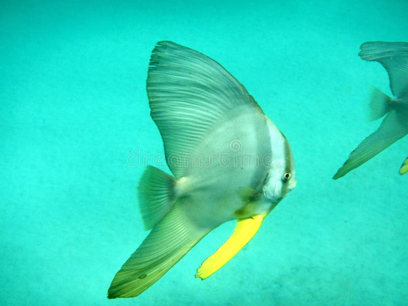 Beautiful fish at oman sea stock photo. Image of blue - 218085050