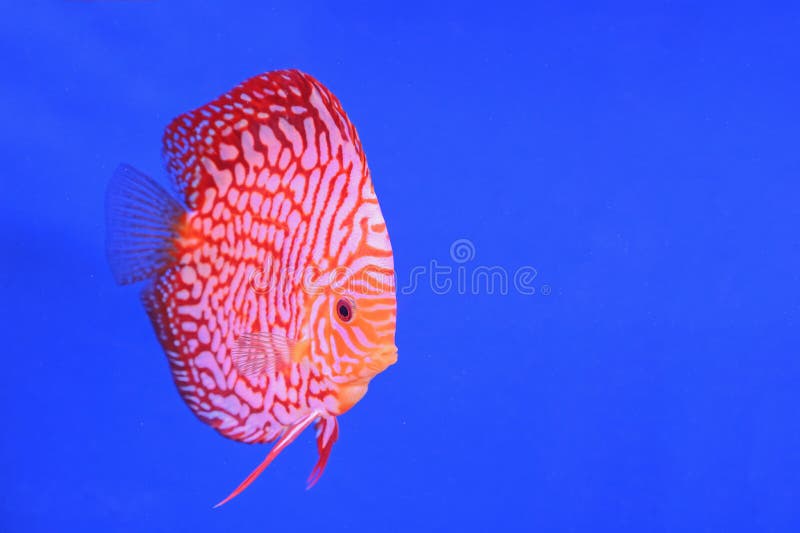 Beautiful fish pompadour stock photo. Image of freshwater - 153707890