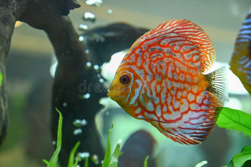 Beautiful fish pompadour stock image. Image of animals - 153707925