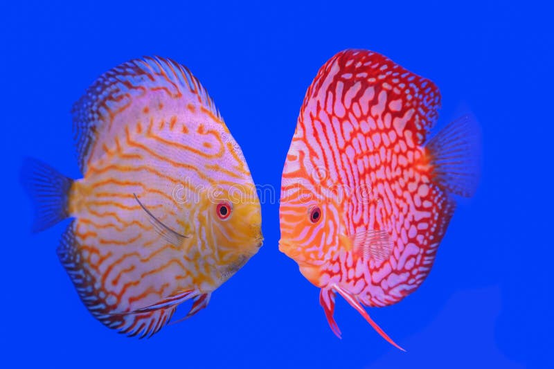 Beautiful fish pompadour stock image. Image of beautiful - 156143679