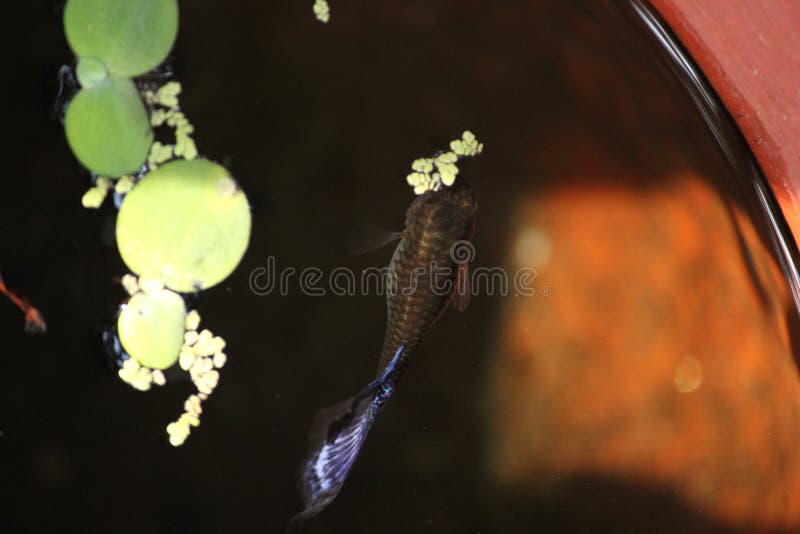 A Beautiful Fish in a Pond. Stock Image - Image of yellow, branch ...