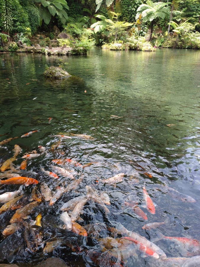 Beautiful Fish Pond in South Sumatera Stock Image - Image of beautiful ...