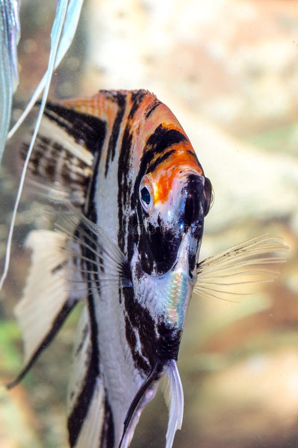 Beautiful Fish Swim in a Home Aquarium. Stock Image - Image of aquatic ...