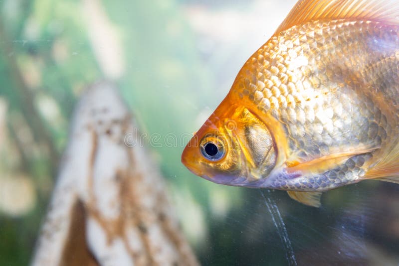 Beautiful Fish Swim in a Home Aquarium. Stock Image - Image of ...