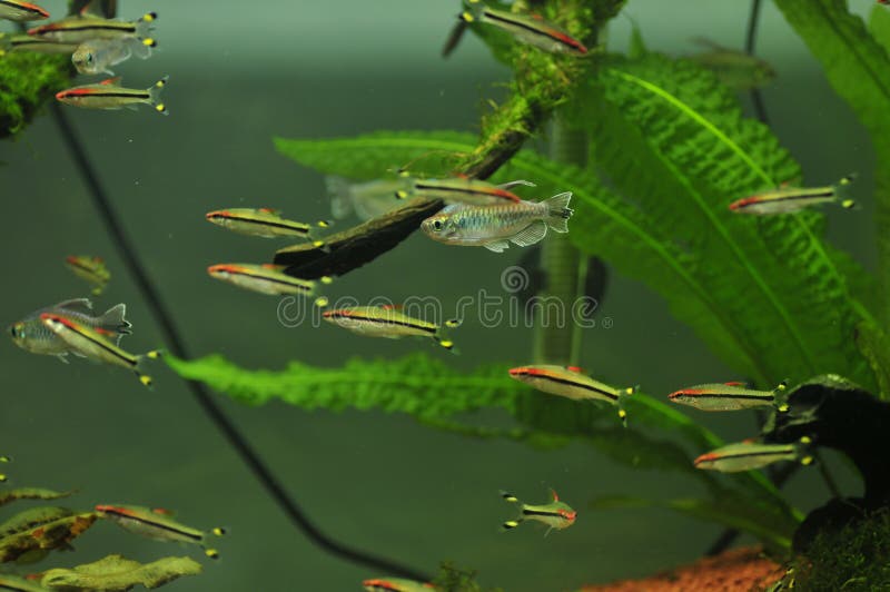 Beautiful Fish Swim Together Stock Image - Image of fish, marine: 307104005