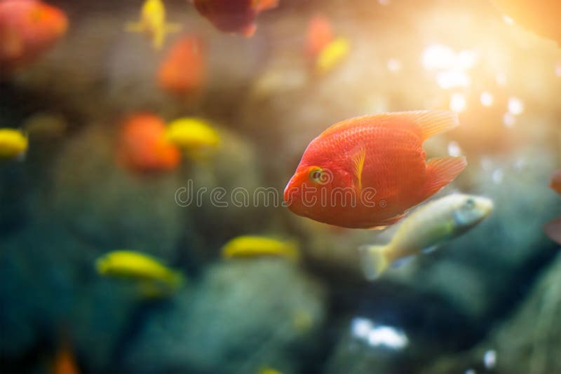 Beautiful Fish of Tropical, Red Color in Underwater Stock Photo - Image ...