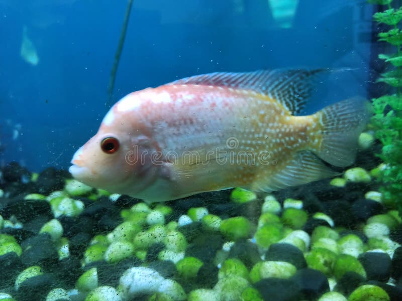 Beautiful Fish in Underwater Stock Image - Image of fish, beautiful ...
