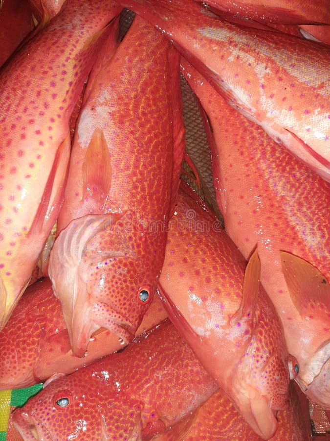 Beautiful Fish Viell Rouge Stock Photos - Free & Royalty-Free Stock ...