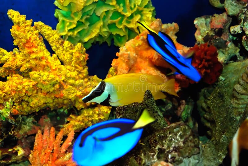 Beautiful fishes stock image. Image of turquoise, aquarium - 5132549