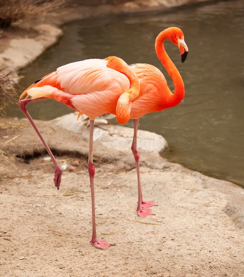 Flamingo love talk stock photo. Image of date, pink, avian - 3161290