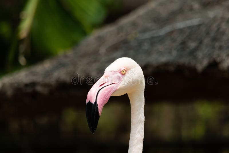 Flamingo face stock image. Image of flamingo, pink, tropical - 2140197