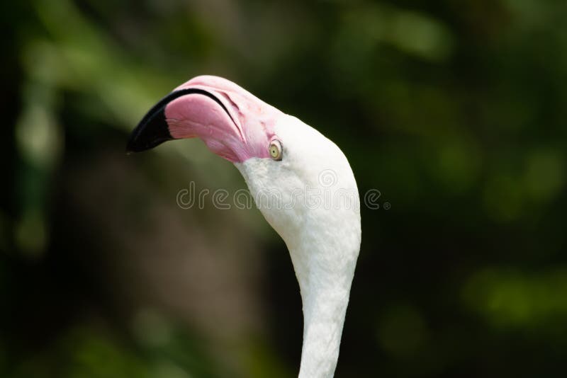 Flamingo face stock image. Image of flamingo, pink, tropical - 2140197