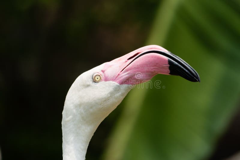 Flamingo face stock image. Image of flamingo, pink, tropical - 2140197
