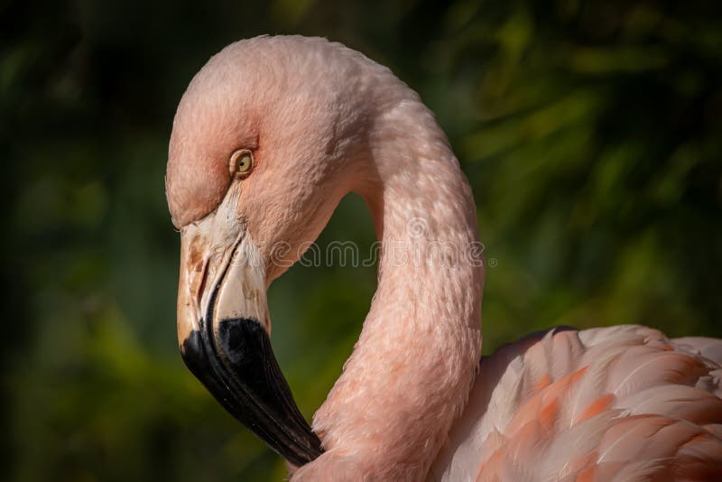 A Flamingo Head with Bushes in the Background Stock Image - Image of ...