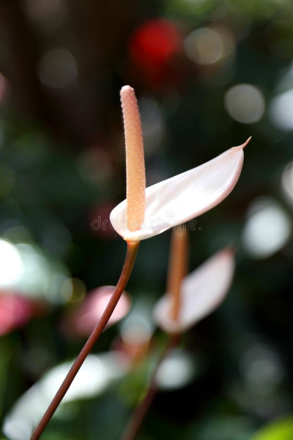 Flamingo-Lily stock photo. Image of garden, lily, macro - 168093566