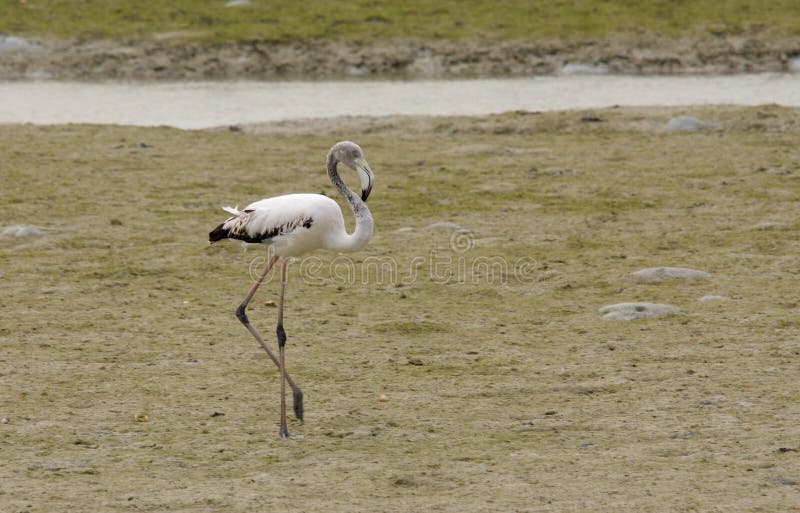 A Beautiful Flamingo Relaxing Stock Image - Image of bipedal, feather ...