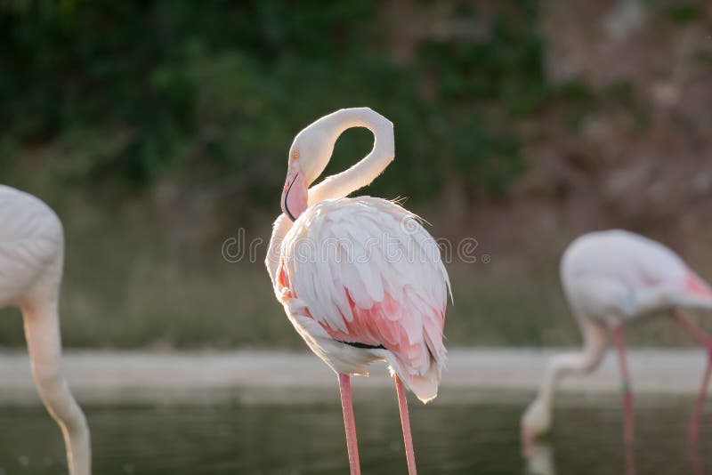 Beautiful Flamingo Scratching Itself in a Lake. Stock Image - Image of ...