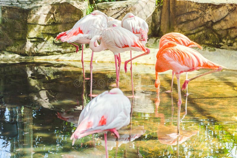 Beautiful flamingo Stand stock image. Image of standing - 130051539