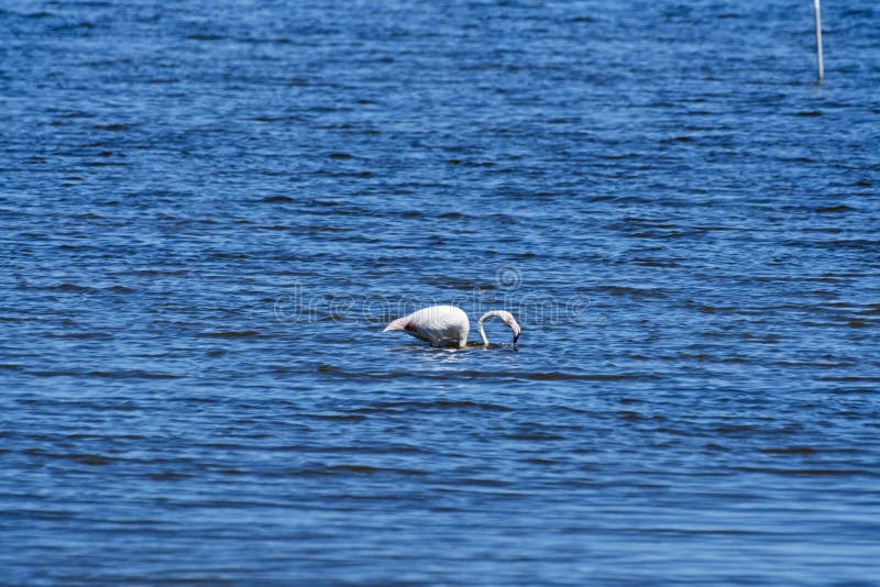 Beautiful Flamingo Standing in Clear Blue Water Stock Photo - Image of ...