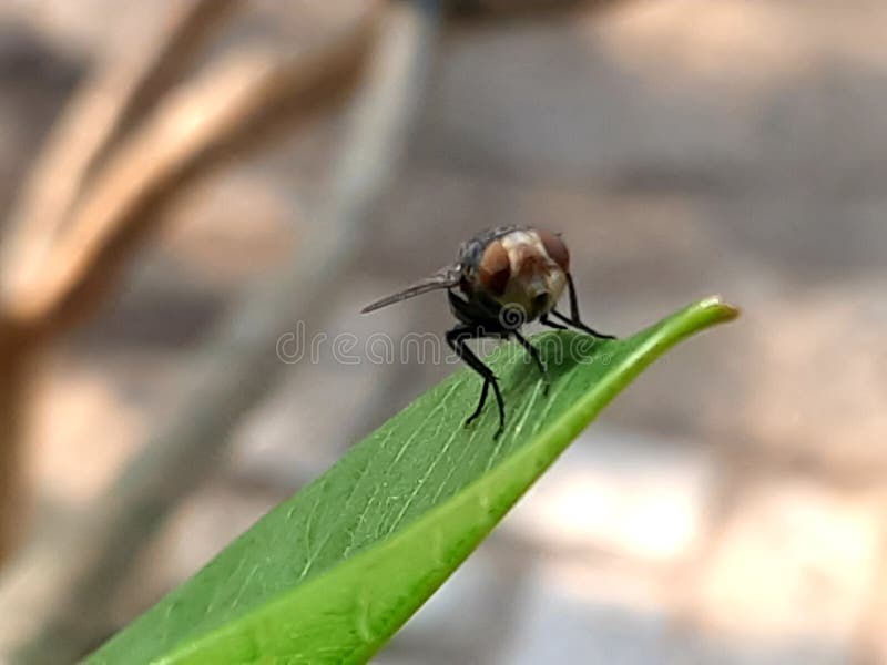 Beautiful Flies on Green Leaves in a Garden 2 Stock Image - Image of ...