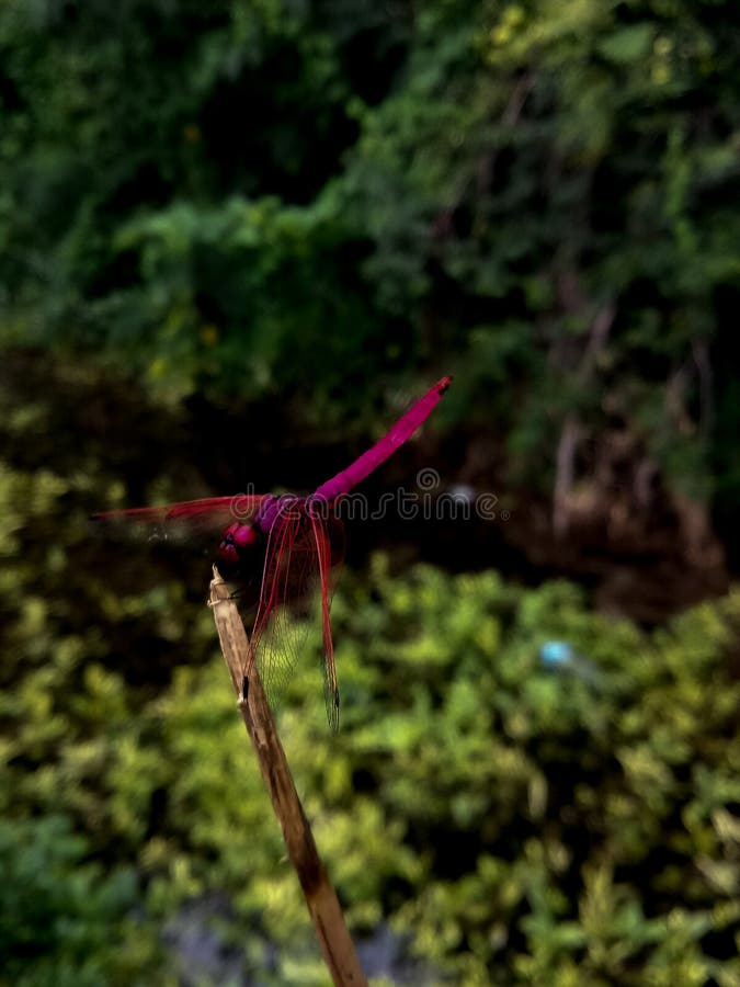 Beautiful flies in nature. stock image. Image of invertebrate - 198122465
